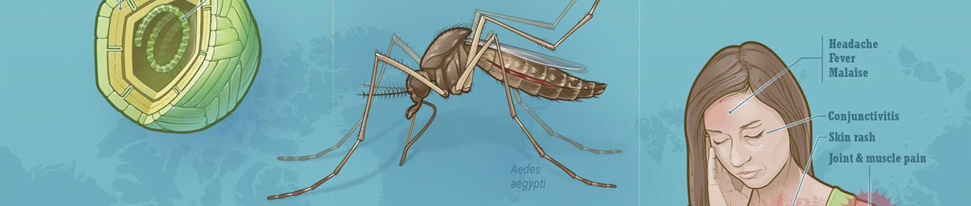 Zika Virus Poster - Astriata